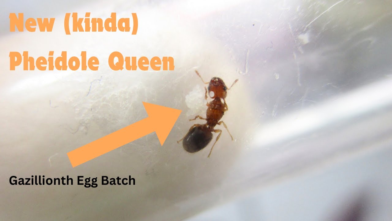 Pheidole Queen Ant Walking Around #entomology #myrmecology - YouTube