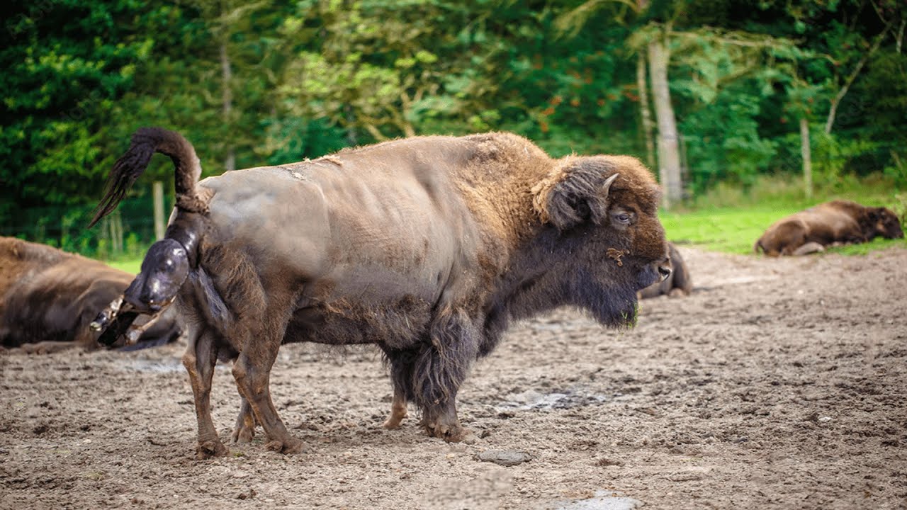 Bison giving birth success - YouTube