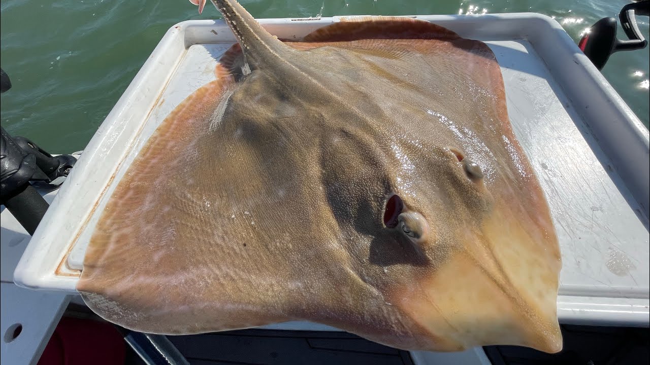 Small Boat Fishing - Small eyed ray - spotted Rays - Milford on sea ...
