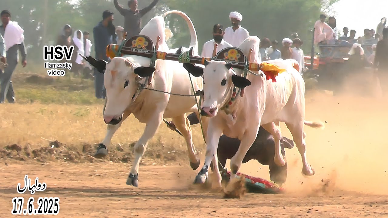 Bull Race In Pakistan Hamza Sky Video Fateh Jang - YouTube