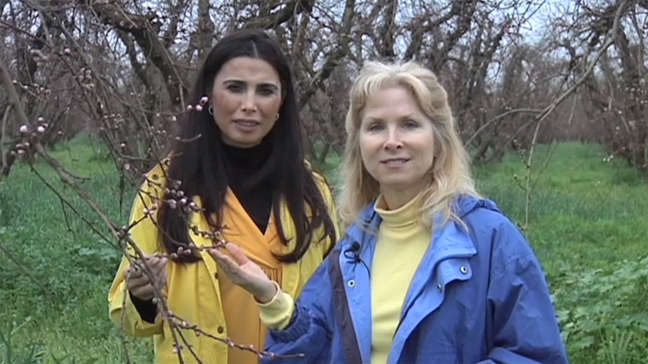 The Fruit Of The Spirit YouTube The Fruit Of The Spirit YouTube
