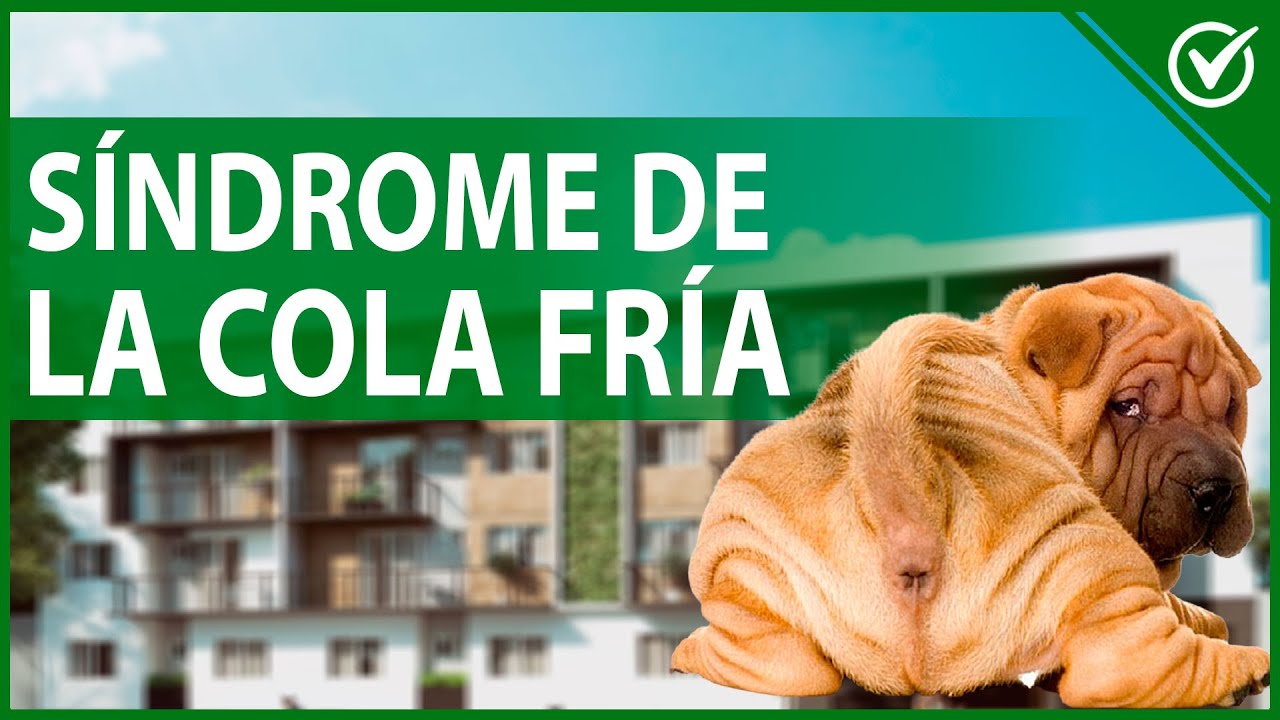 Es Una Cola De Perro Rota Una Emergencia