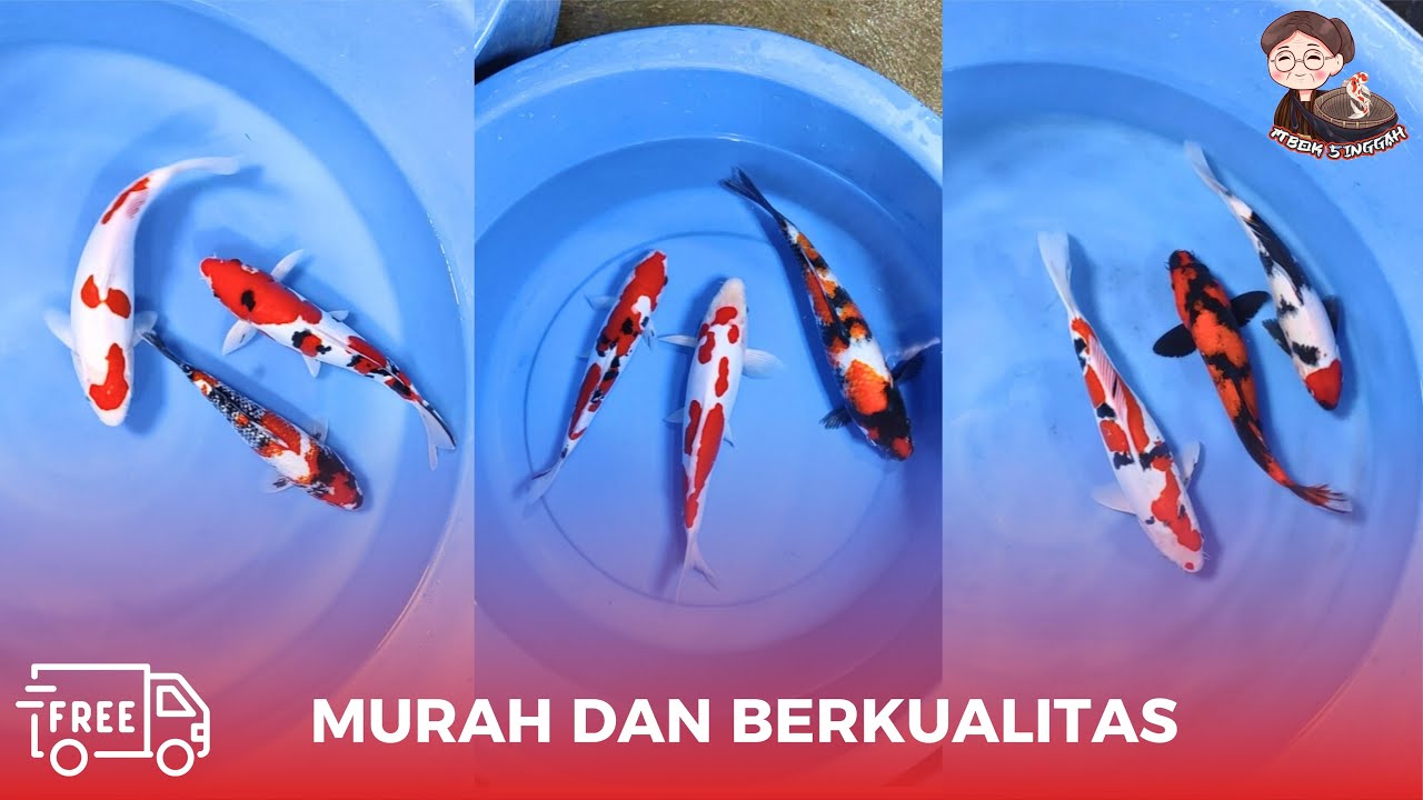 Review Hari ini, Paket Miks Showa, Kohaku, Sanke Dijual Lebih Murah ...