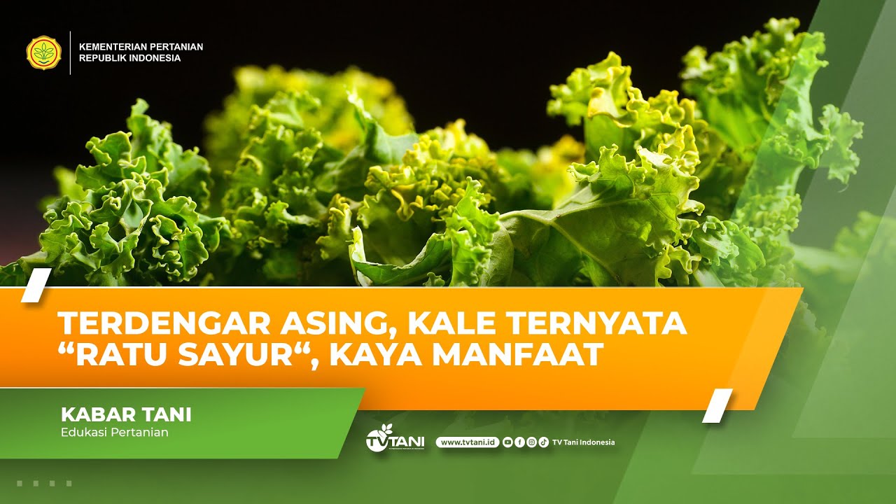 Fakta Sayur Kale yang Menakjubkan! Berikut Manfaatnya Bagi Kesehatan ...