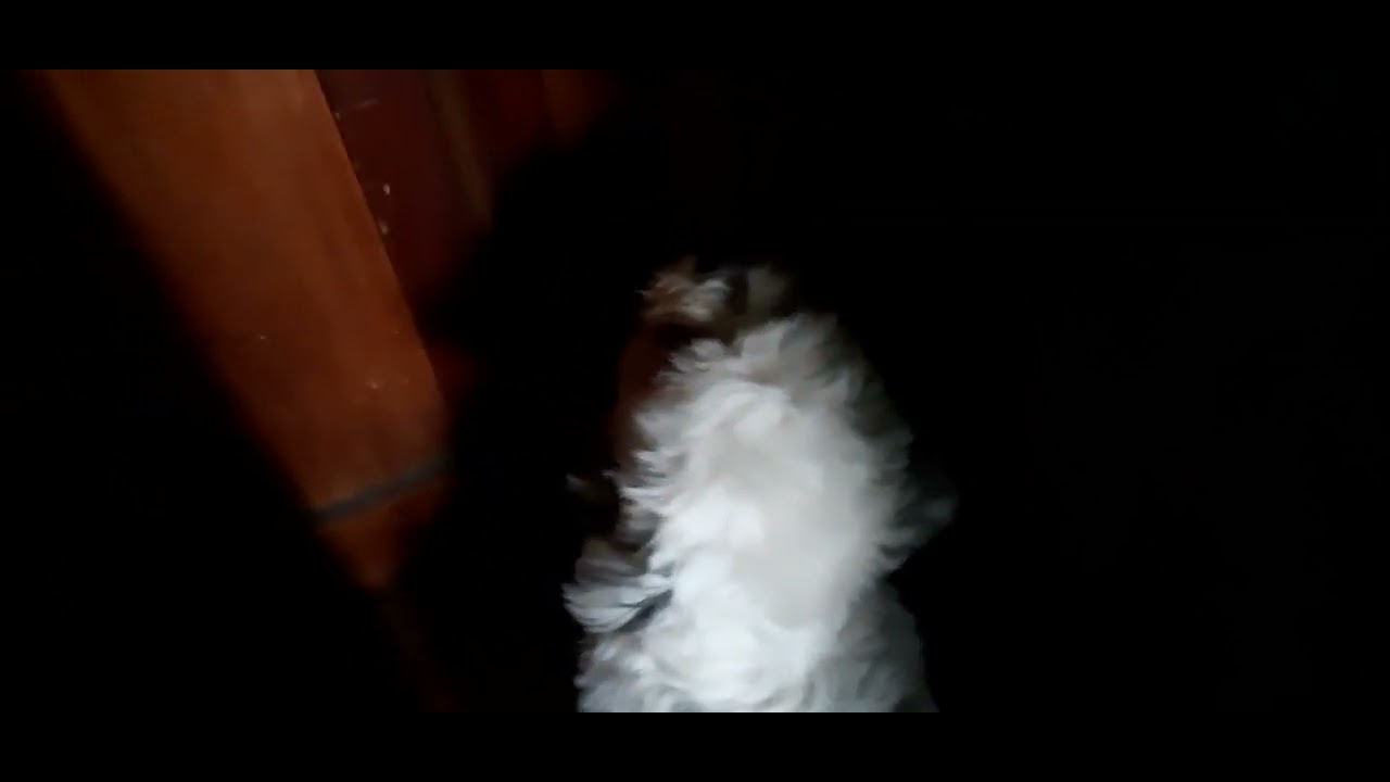 Dog Jumpscare (subscribe or dog will jumpscare you) - YouTube