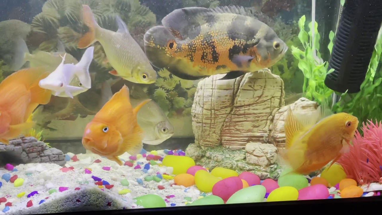 Baby Flower Horn With Huge Oscar Fish and Parrot Fish - YouTube
