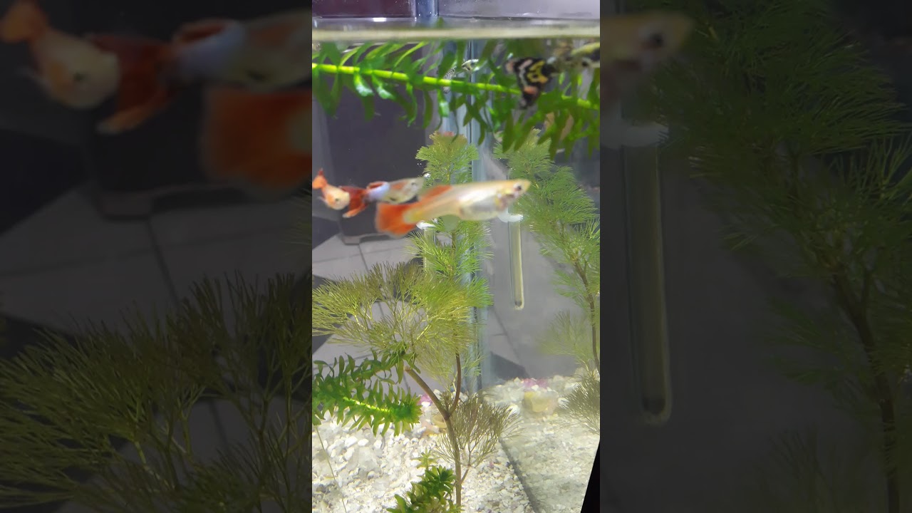 Guppy Aquário plantado 120 litros - YouTube