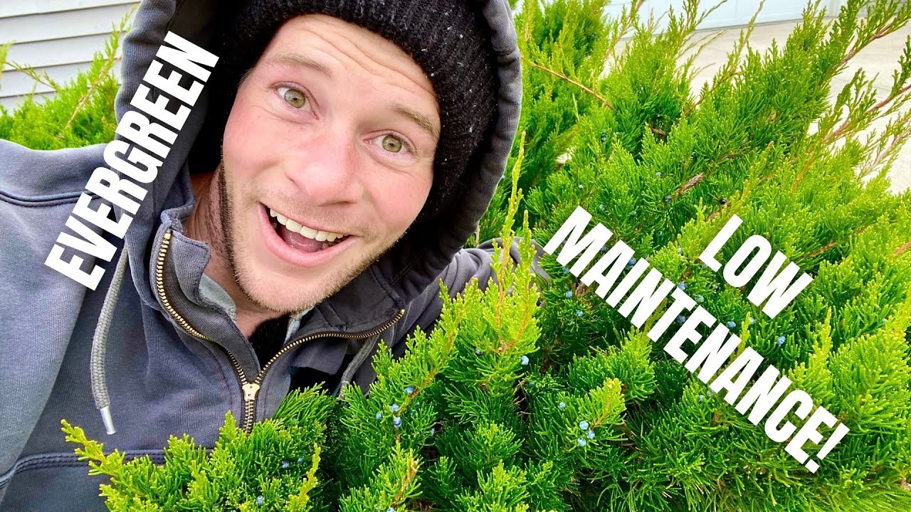 All About White Pines - YouTube