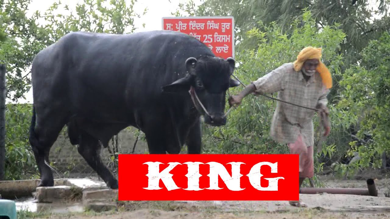All buffalo breeding bulls of khali line | best murrah dairyanimals ...