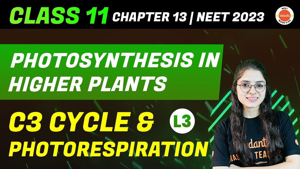 Photosynthesis in Higher Plants | C3 cycle and Photorespiration ...