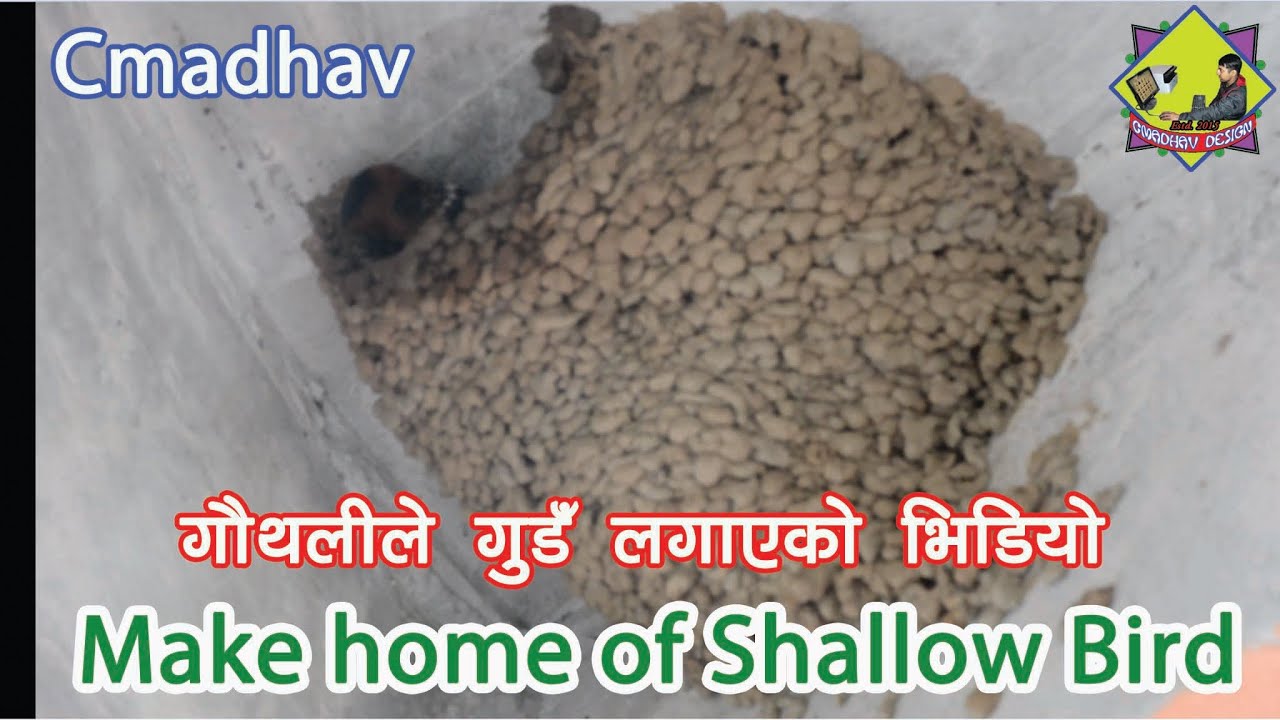 गौथलीले गुँड लगाएको | gauthali le gud lagayeko | Make Home of Shallow ...