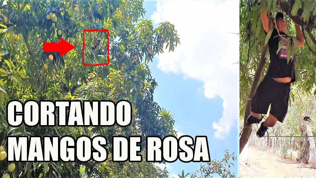 CONOCE LOS MANGOS DE ROSA - YouTube