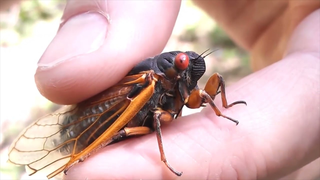Cicada Screaming 5-25-2021 (Wait For It...) - YouTube
