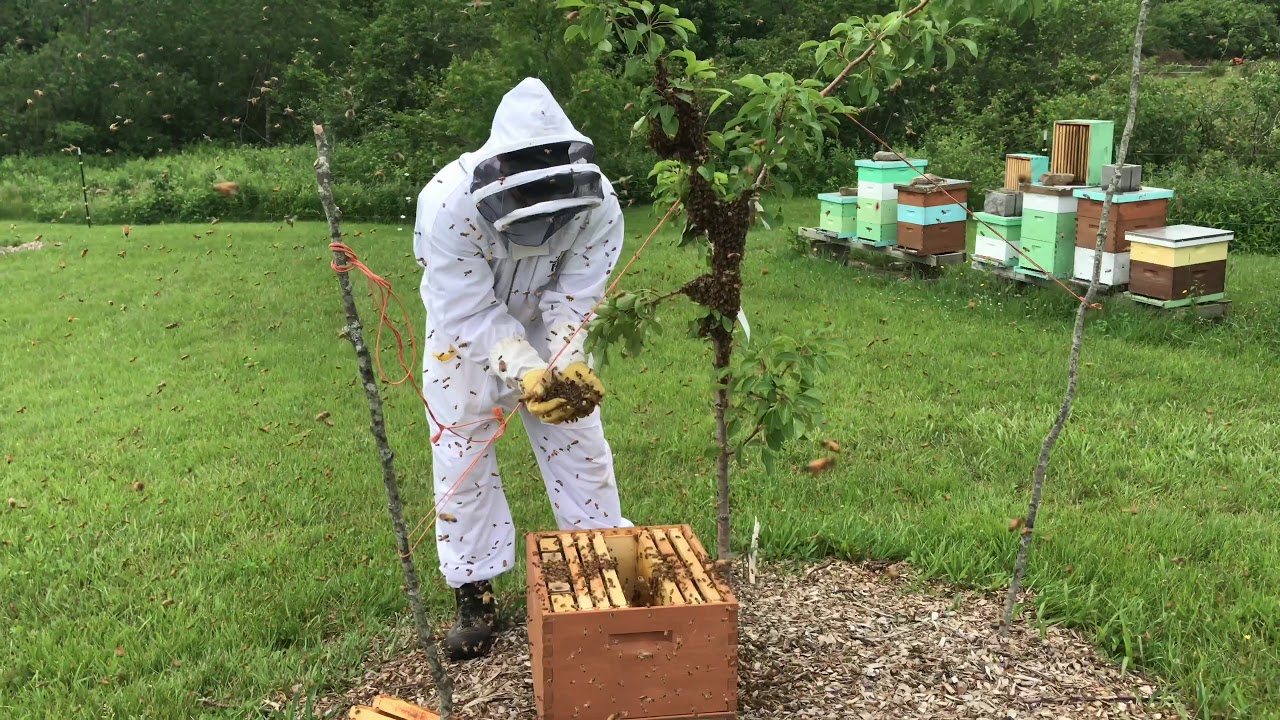 Catching Swarms - YouTube