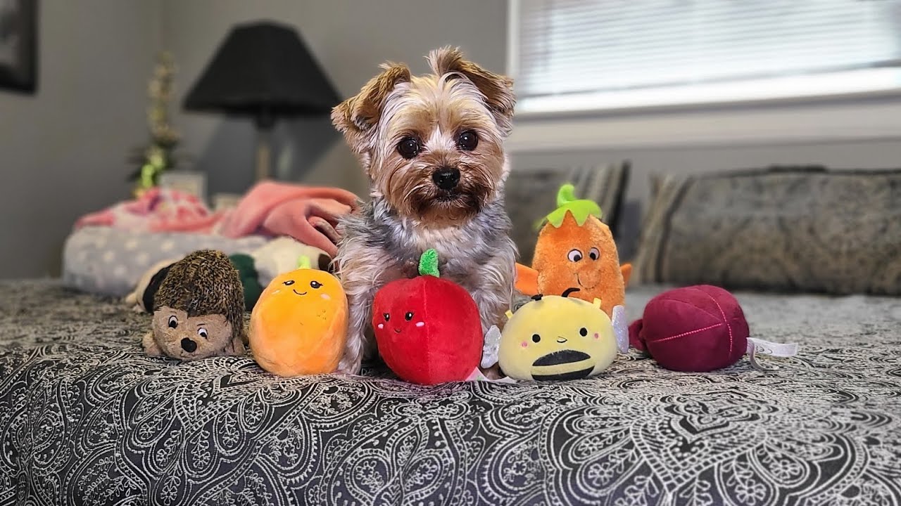 Silly Morning Playtime: Catches, Kisses & a Whole Lot of Sass! # ...