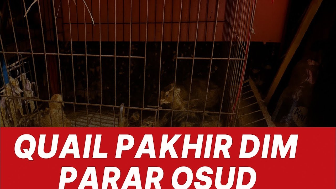 কোয়েল পাখির ডিম পাড়ার ওষুধ🇧🇩 Quail Pakhir Dim Parar Osud🇧🇩#viral# ...