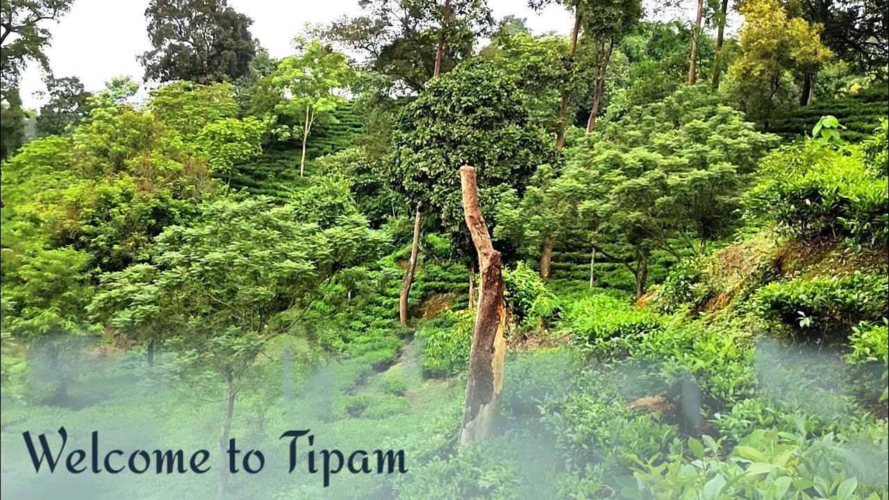 Tipam hilly area tour.. - YouTube