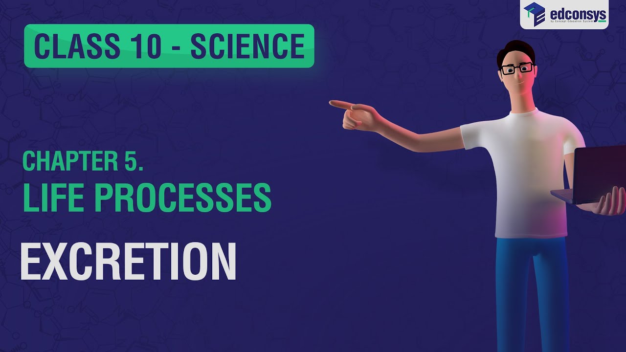 Understanding Excretion in Human Beings | 3D Animated Video | Class 10 ...