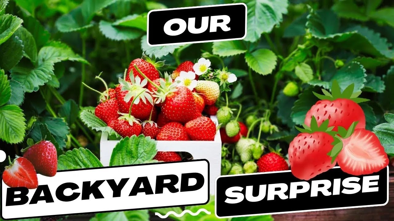🍓 Backyard Strawberry Picking Extravaganza! Our First Time Harvesting ...