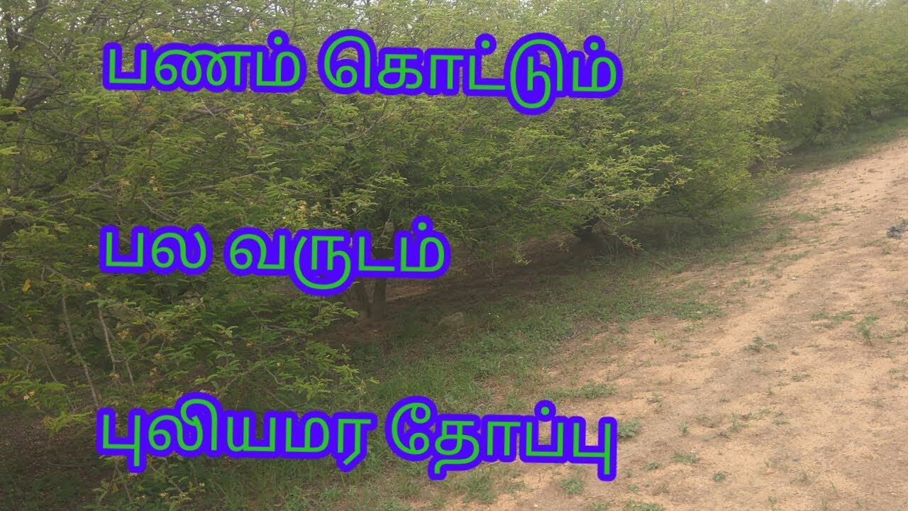 puliyan thopu புலியந் தோப்பு - YouTube