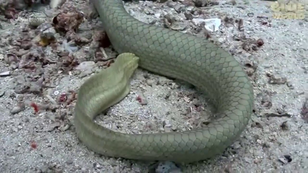বাংলাদেশের সবচেয়ে বিষধর ১০টি সাপ । 10 Most Venomous Snake in ...