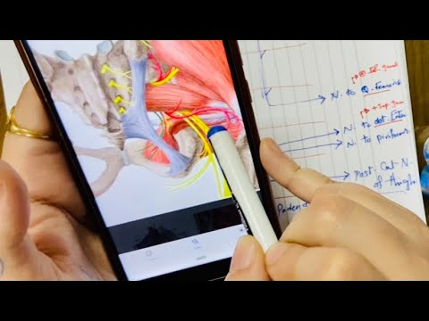 The Sacral Plexus made incredibly easy 🥳🌟 #anatomy #education #medical #youtube - YouTube