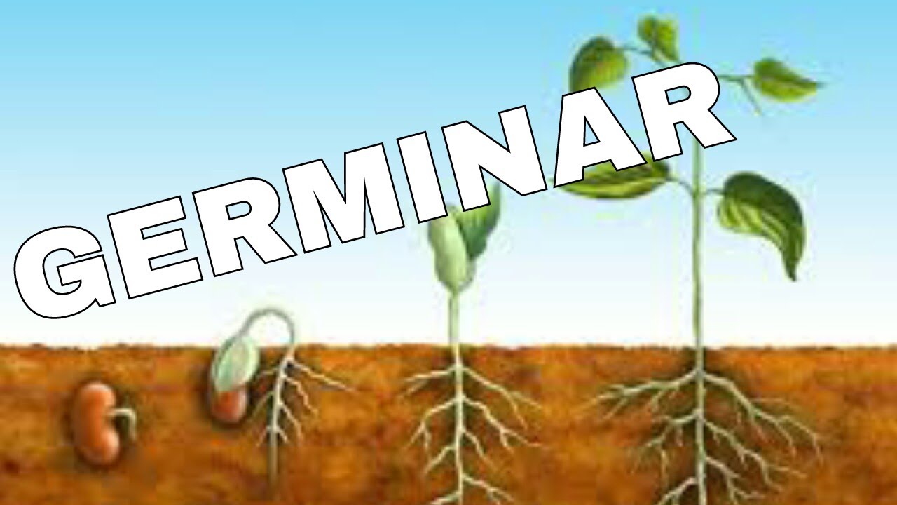 Como Germinar Sementes Mais Rápido - YouTube