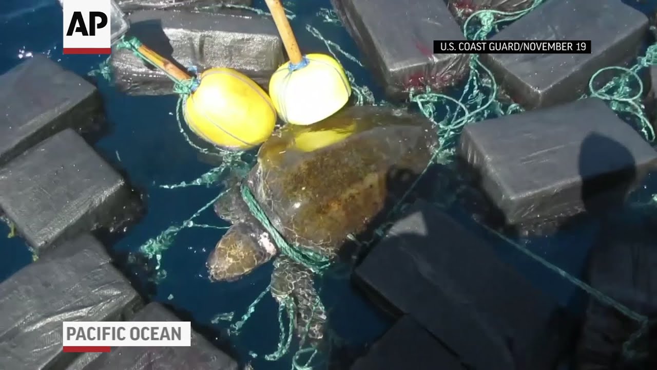 Sea Turtle Gets Tangled in Load of Cocaine - YouTube