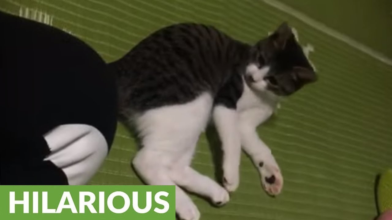 Kitten hilariously shocked by surprise cat attack - YouTube
