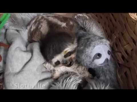 I'm Only Slothing - YouTube