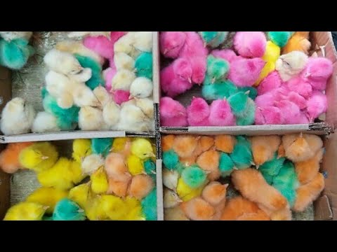 Dyed Chicks | Colourful Chicks | - YouTube