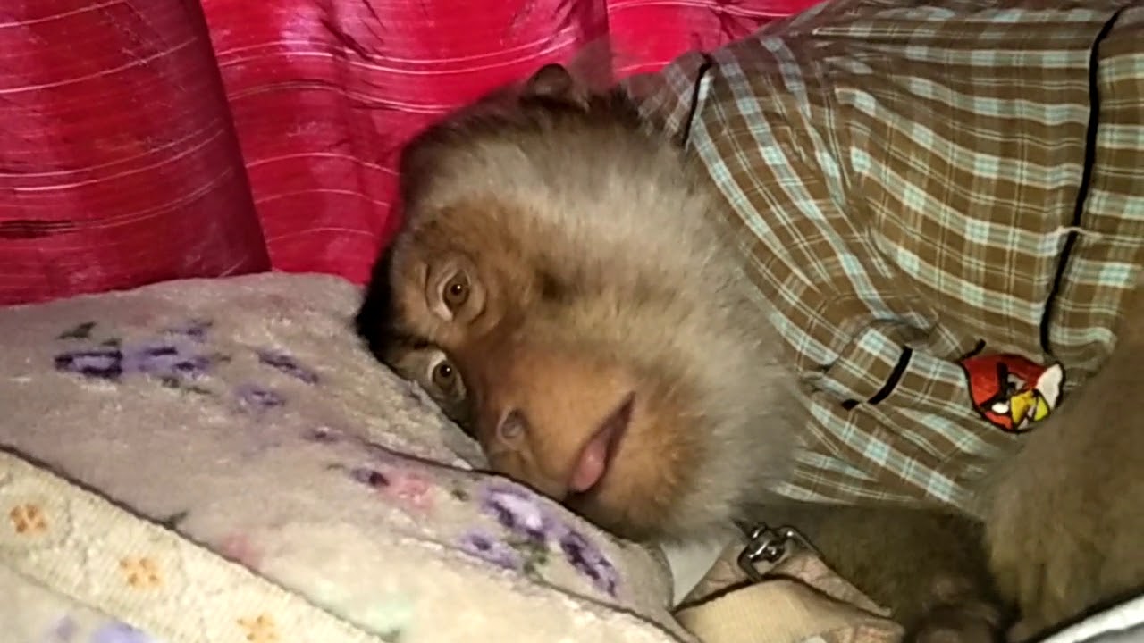 Monkey Jk Shaki No School Today Daddy - YouTube