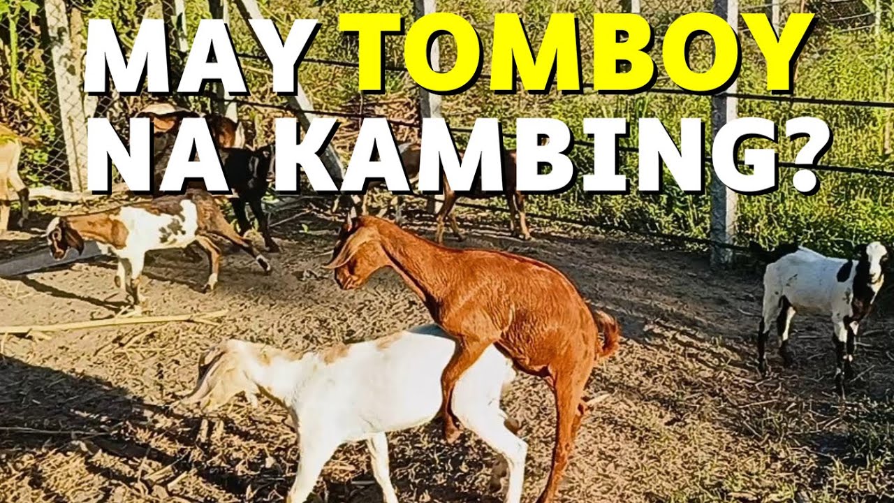 MAY TOMBOY BA NA KAMBING? - YouTube