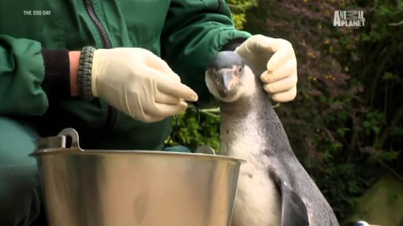 Discovery Channel The Zoo Series 4 10 of 10 PDTV - YouTube