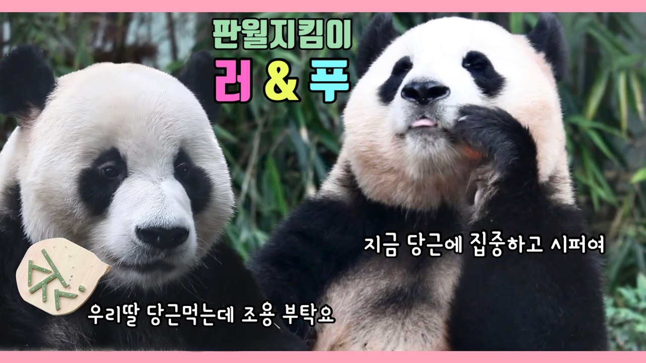 바오패밀리vlog 근면성실한러바오씨와유쾌한푸바오씨 쉿바오들을위해우리모두가지켜야할에티켓지켜주실꺼죠😊 100키로문턱에서너무잘먹어저도빨리감기한줄알았어요🤭 Youtube