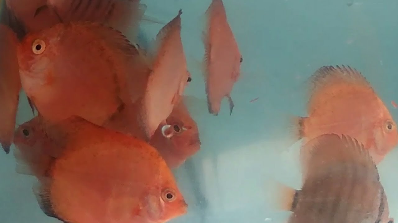 CHEAPEST AQUARIUM FISH SELLER OF GALIFF STREET PET MARKET KOLKATA | 5TH ...