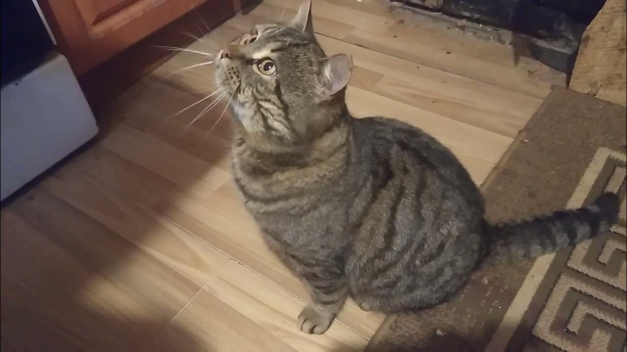 Митсу попрошайка... - YouTube