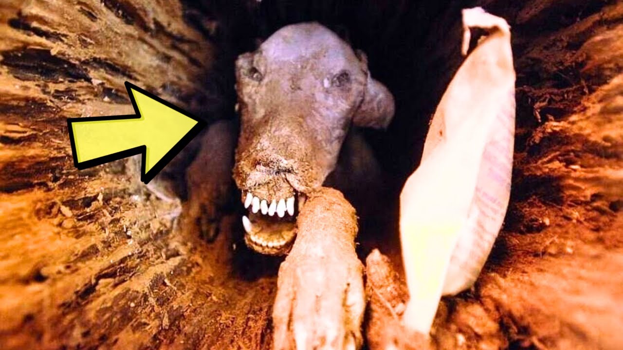 The Incredible Mystery of the Dog Found Mummified Inside a Tree Trunk ...