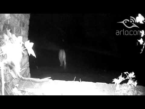Mountain Lion Sighting Caught on Arlo Camera at Night