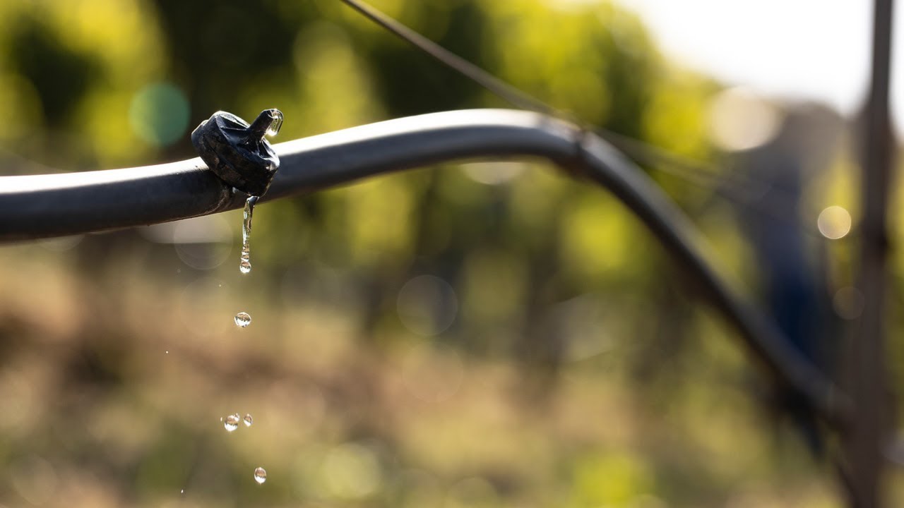 Drip Irrigation at Winston Hill Vineyard - YouTube