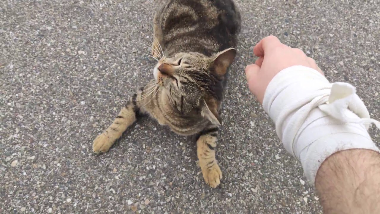 CUTE CAT RUNNING TO SAY HELLO - YouTube