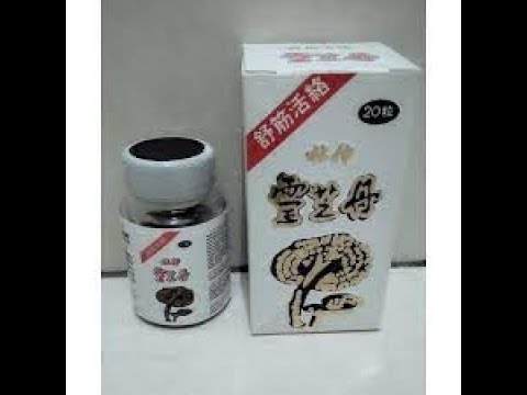 Lin Chee Tan Original Lin Che Tan Jamur Obat Rematik, Nyeri Sendi serta ...