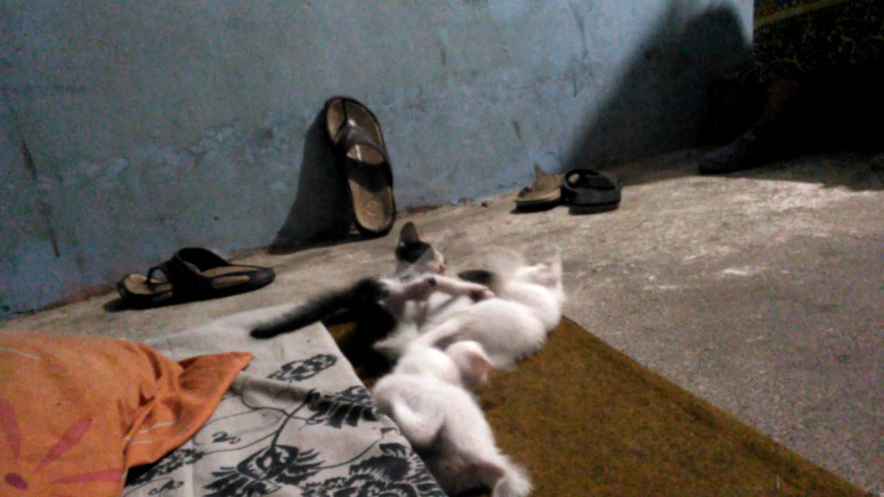 3 ekor kucing lucu - YouTube