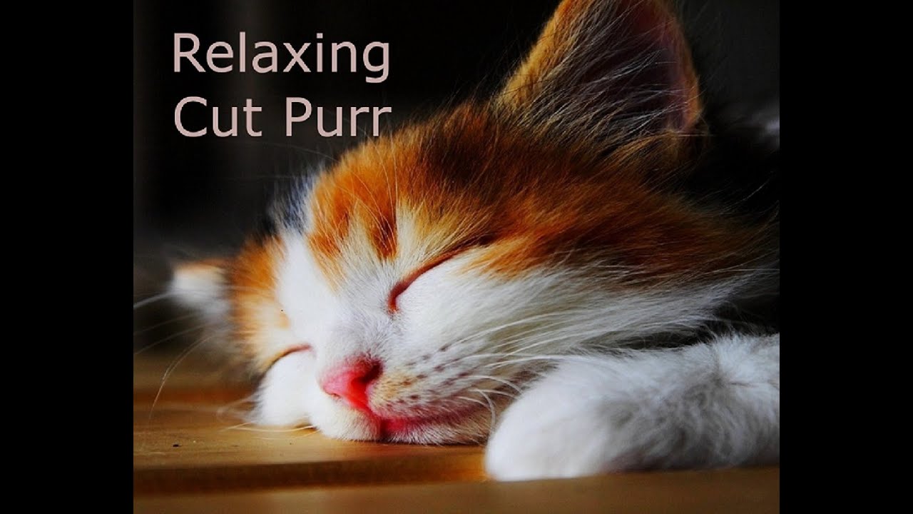 Satisfying sound of a Cat Purr for relax and sleep .No talking.10 hours ...