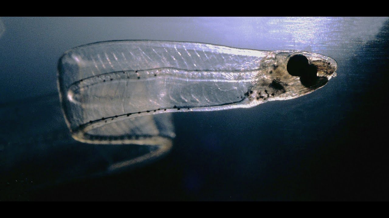 24 Teleostei Elopomorpha y Osteoglossomorpha - YouTube