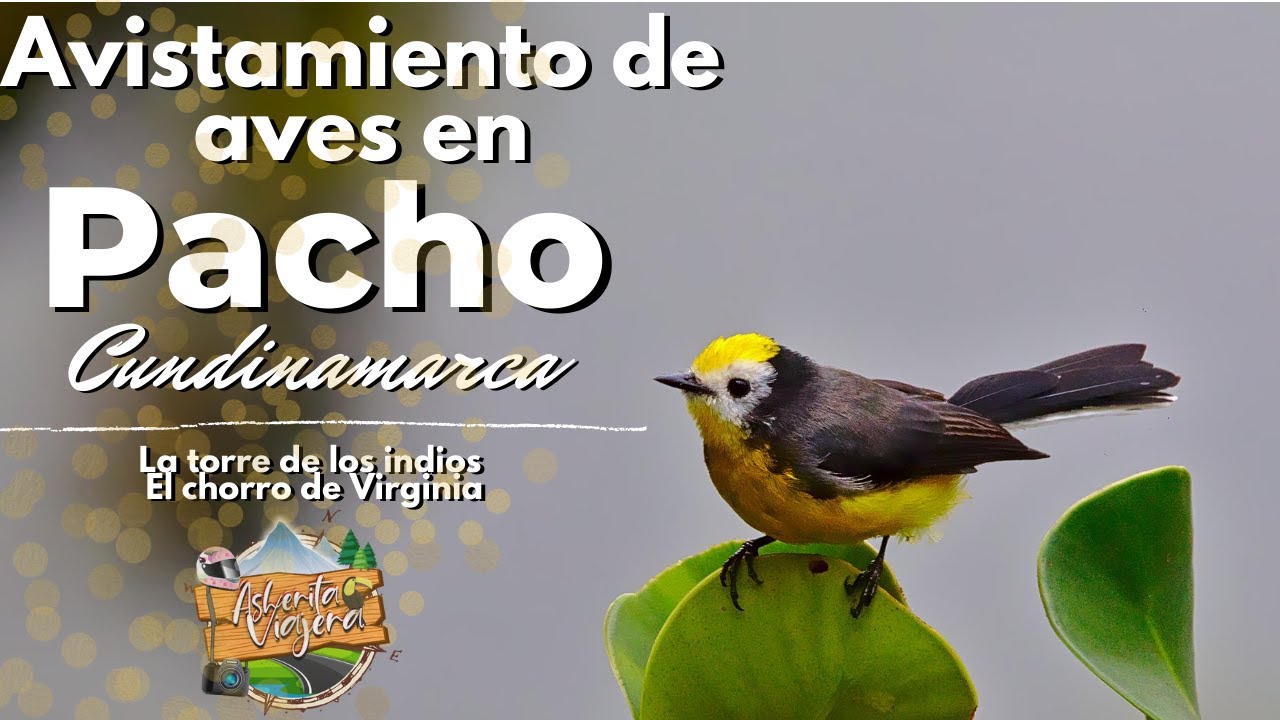 Avistamiento de aves en Pacho - Cundinamarca -Colombia - Asherita ...