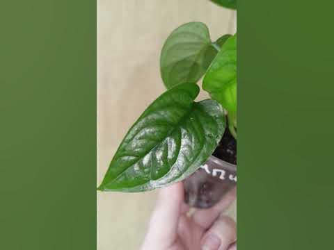 Монстера сильтепекана эль сальвадор #комнатныерастения #монстера # ...