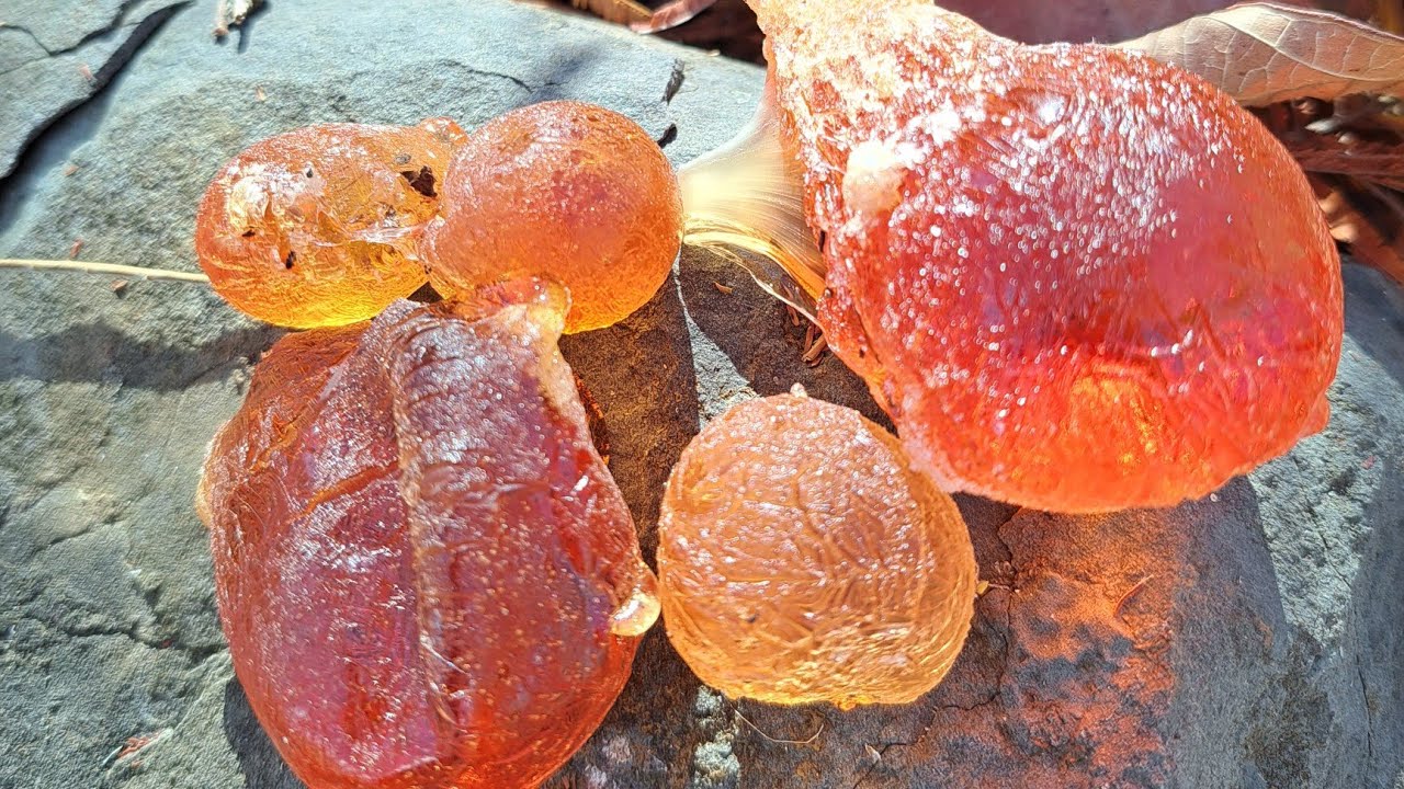 Angico roxo, fornece belissima resina pra uso medicinal, além de ser ...