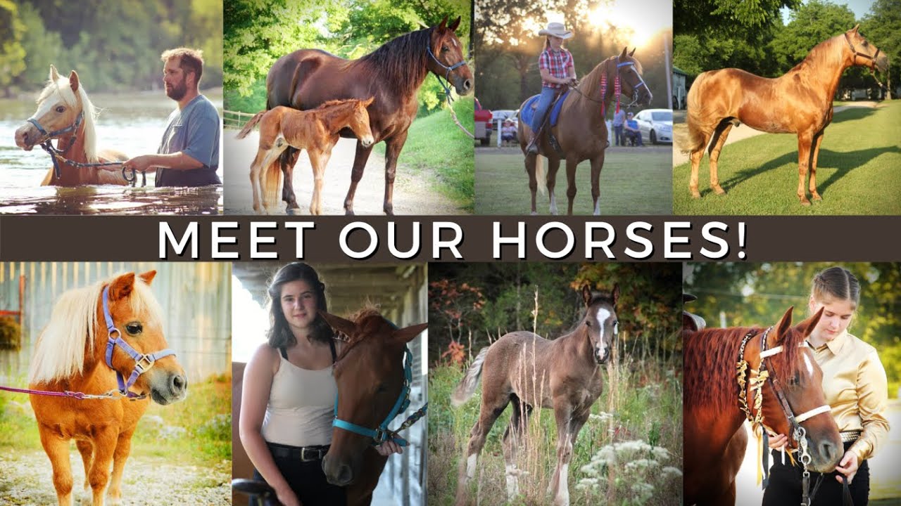 Meet All Of Our Horses! ~ 19 AND COUNTING!!! - YouTube