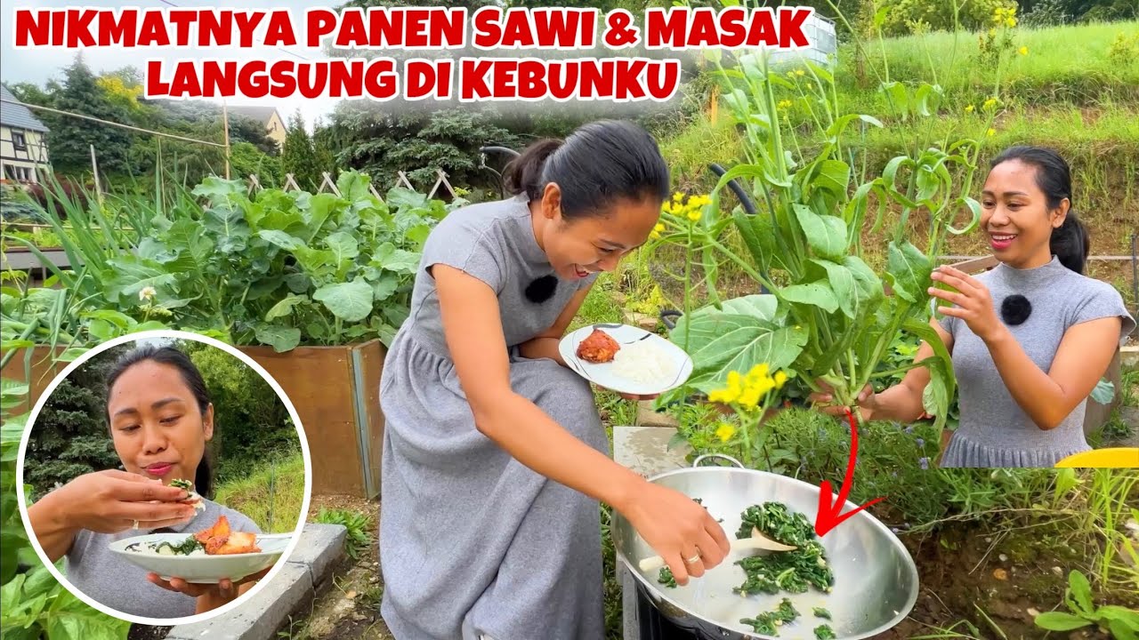 Pertama Kali Panen And Masak Pohon Sawi Di Kebunku Youtube